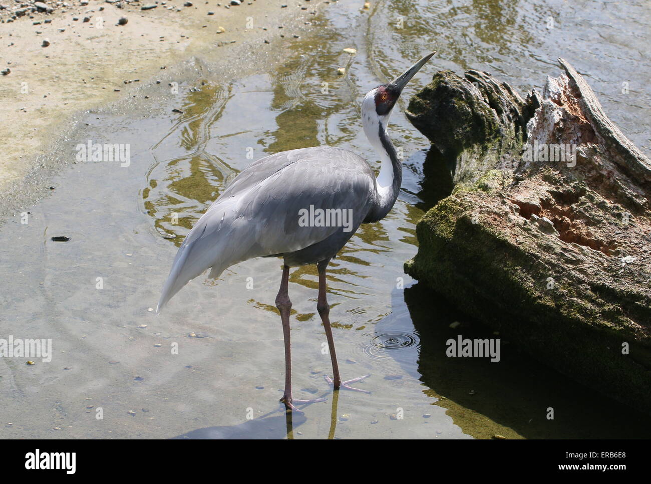 White naped crane mongolia hi-res stock photography and images - Alamy