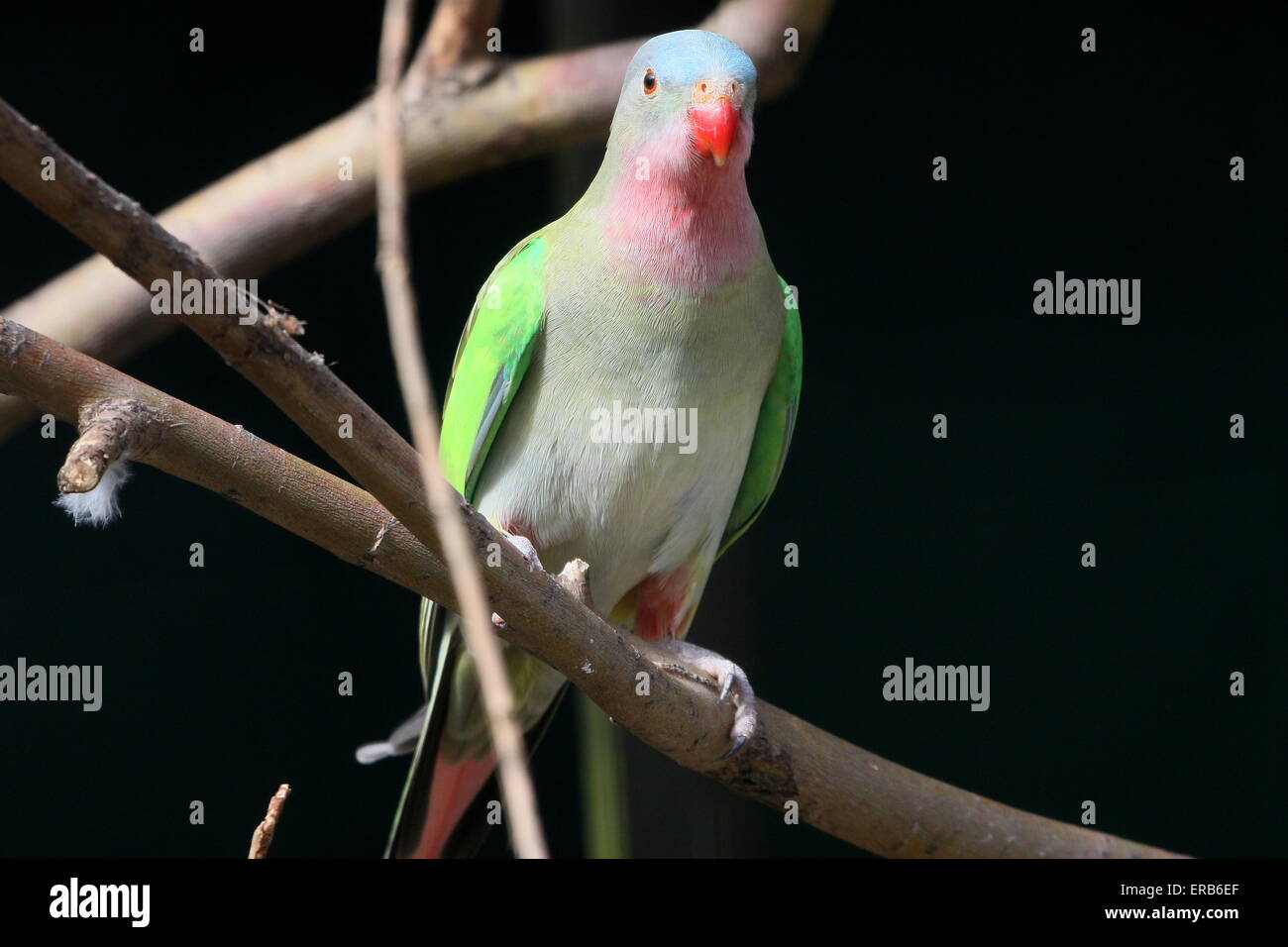 Princess parrot (polytelis alexandrae) hi-res stock photography and ...