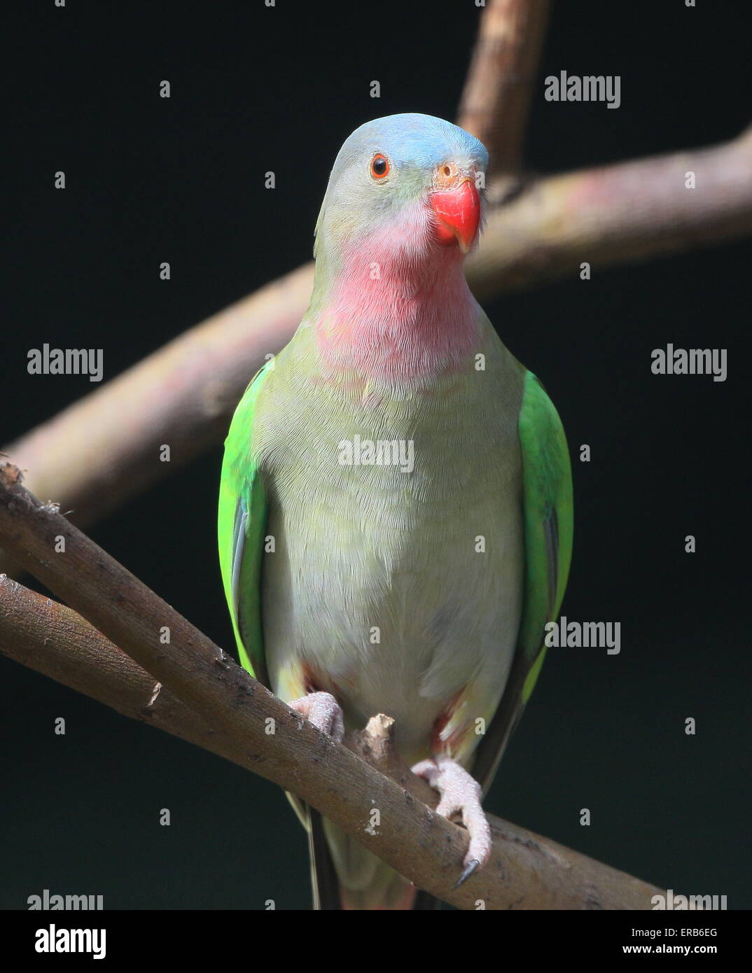 Australian Princess of Wales parakeet or Queen Alexandra parrot ...