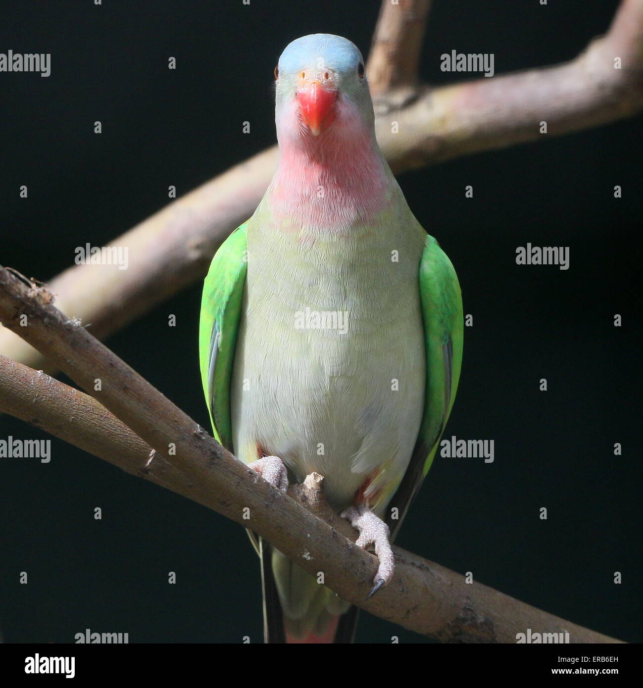 Princess Parrot High Resolution Stock Photography and Images - Alamy