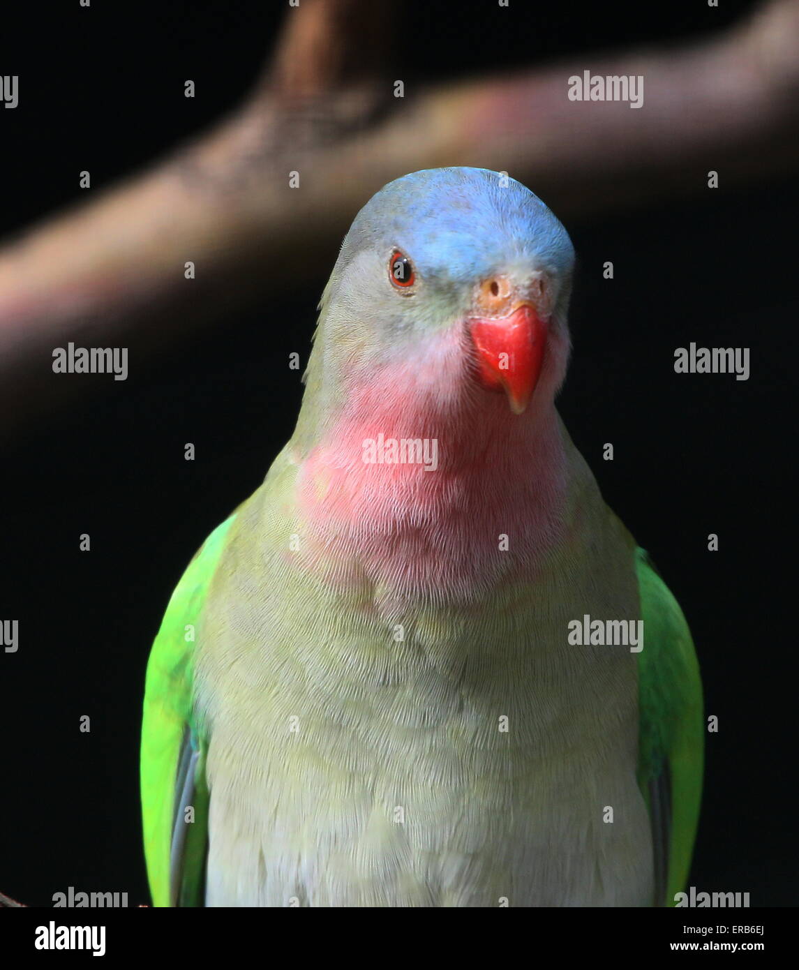Princess parrot hi-res stock photography and images - Alamy
