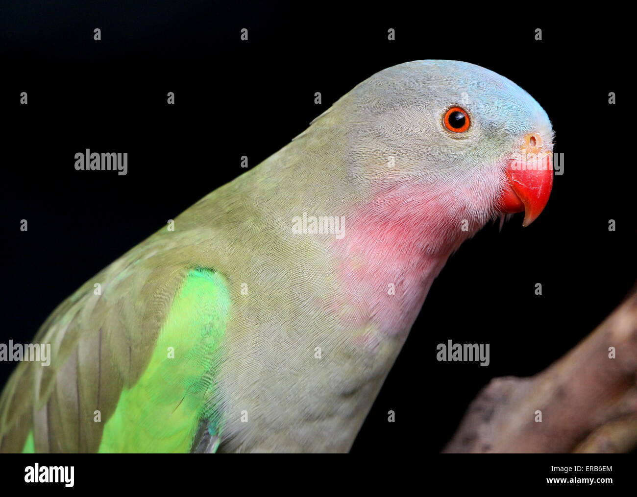 In profile close-up of the Australian Princess of Wales parakeet or ...