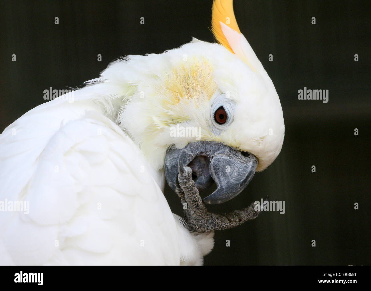 Southeast Asian Citron-crested cockatoo (Cacatua sulphurea ...