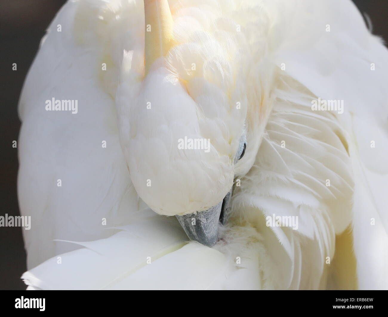Citron-crested cockatoo (Cacatua sulphurea citrinocristata) preening ...