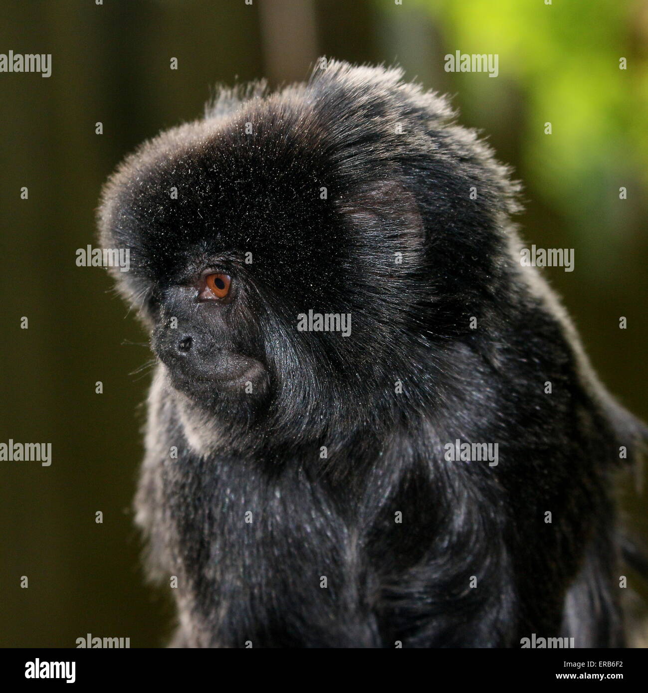 Calimicos hi-res stock photography and images - Alamy