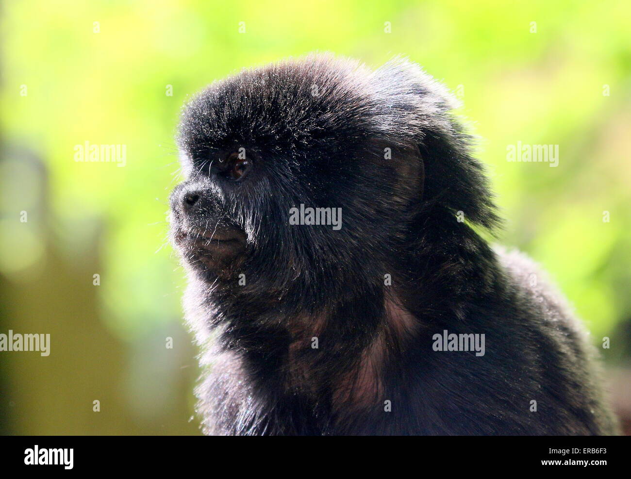 South American Goeldi's marmoset monkey (Callimico goeldii), seen in ...