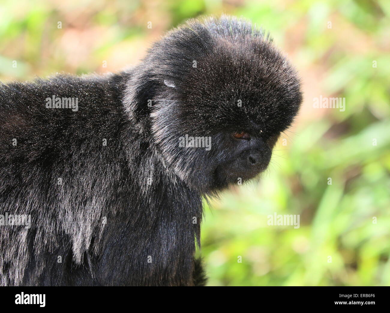 Tamarino de goeldi hi-res stock photography and images - Alamy