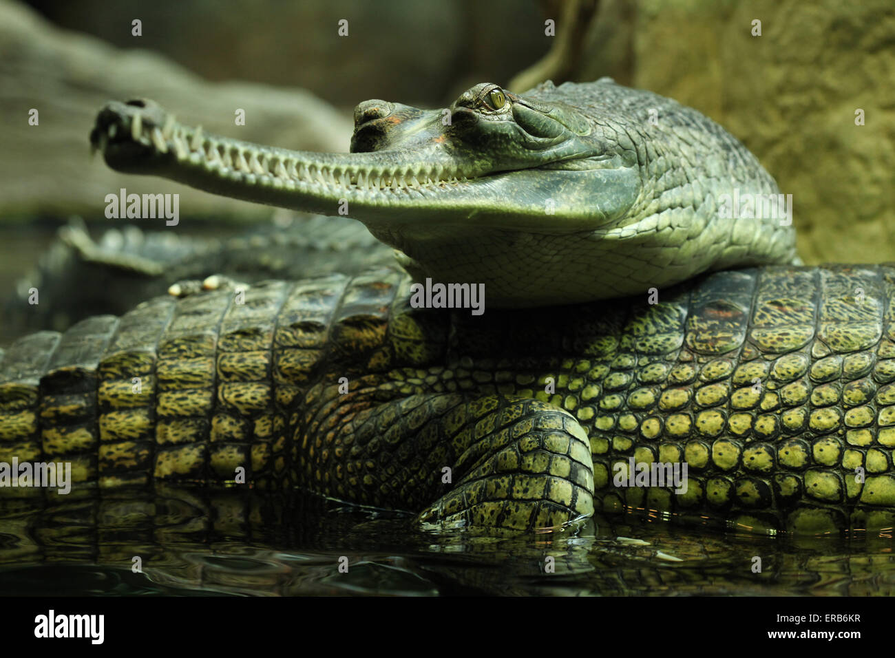 Gharial (Gavialis gangeticus), also knows as the gavial at Prague Zoo ...