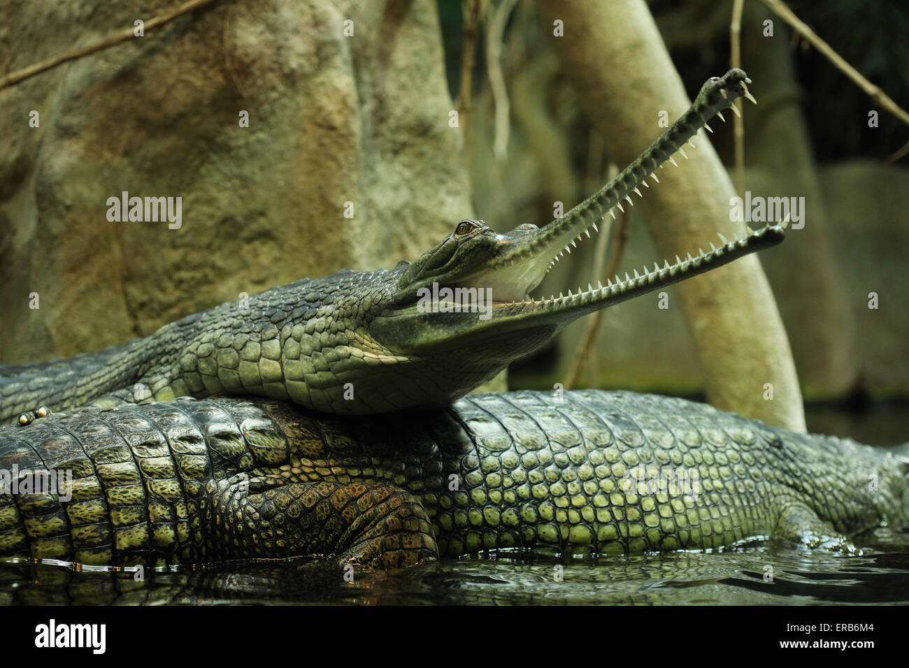 Gharial (Gavialis gangeticus), also knows as the gavial at Prague Zoo ...
