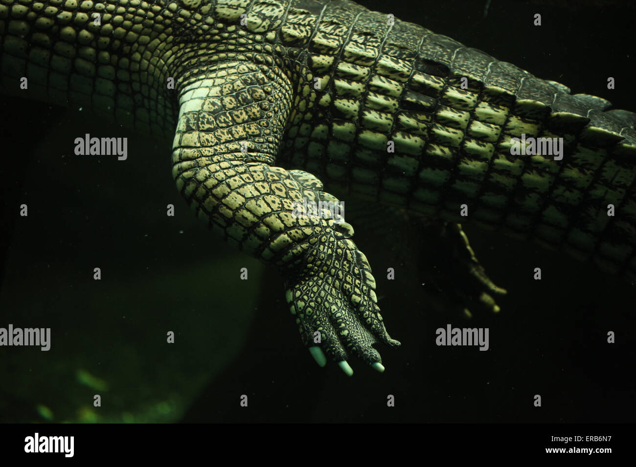 Crocodile claw foot hi-res stock photography and images - Alamy