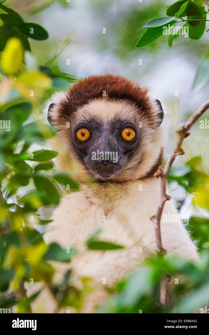 Sifaka sifakas lemur lemurs hi-res stock photography and images - Alamy