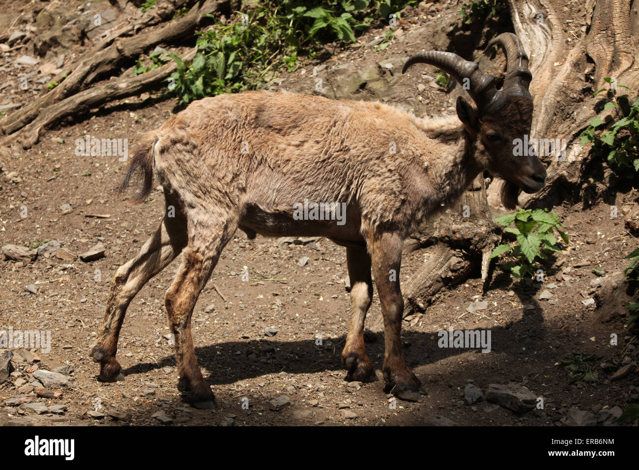 West caucasian tur goat hi-res stock photography and images - Alamy