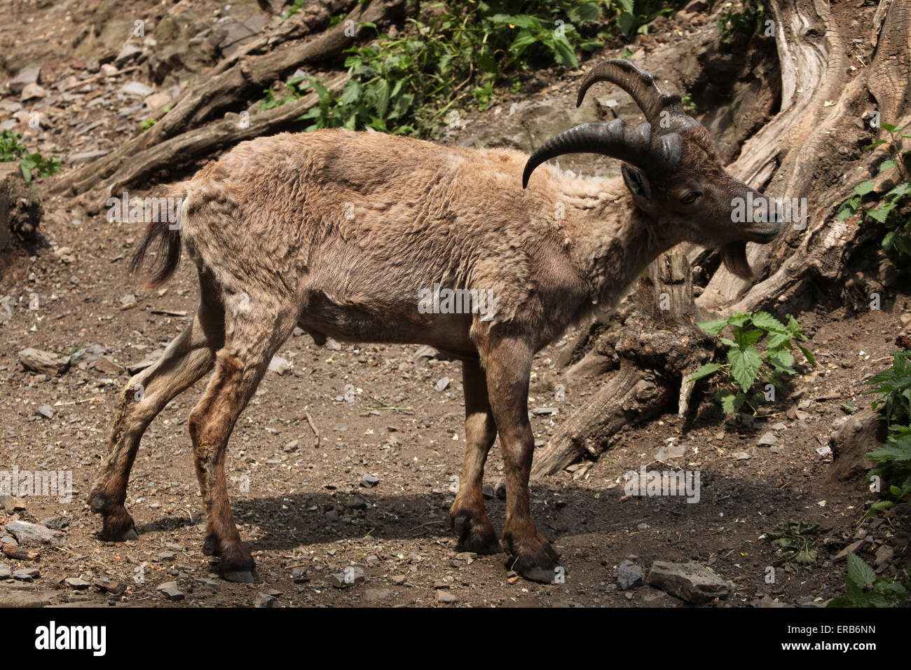 Ibex goat hi-res stock photography and images - Alamy