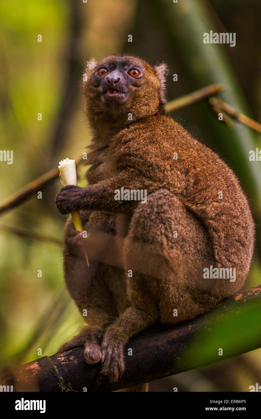 Lemurs greater bamboo madagascar hi-res stock photography and images ...