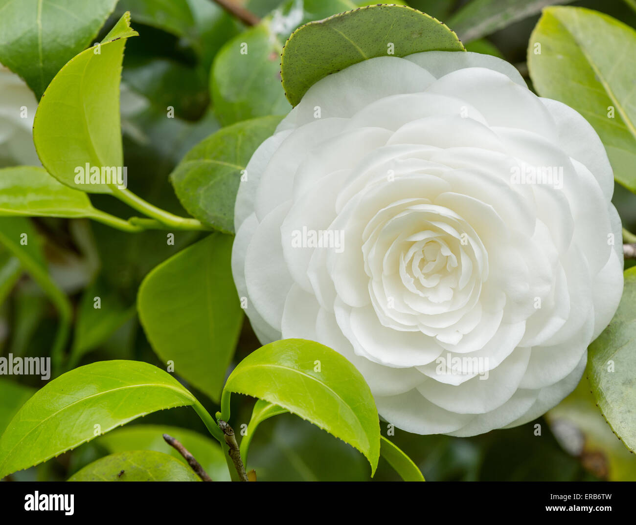 Flower of japanese camellia on the branch Stock Photo - Alamy