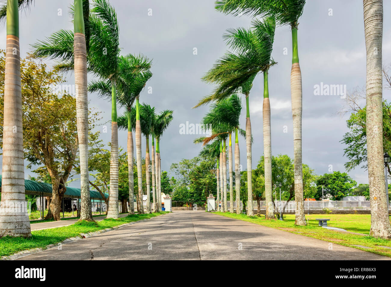 Driveway palm tree hi-res stock photography and images - Alamy