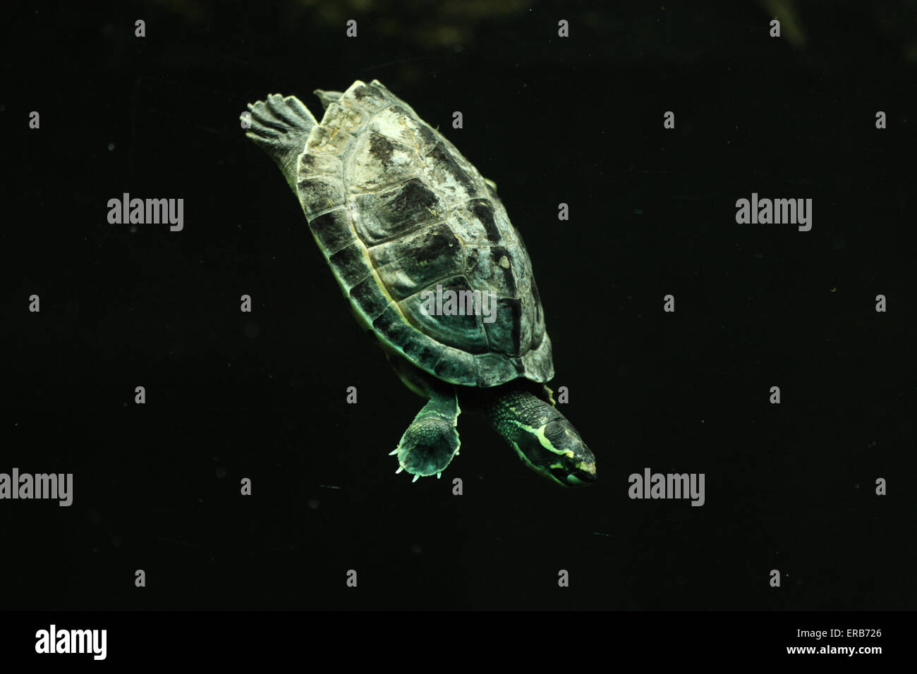 Crowned river turtle (Hardella thurjii), also known as the brahminy ...