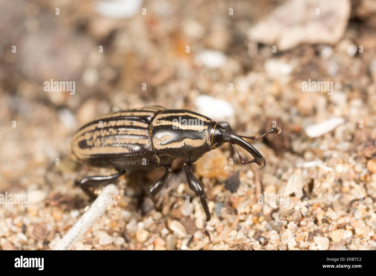 Weevil (Sphenophorus australis) on the ground Stock Photo - Alamy