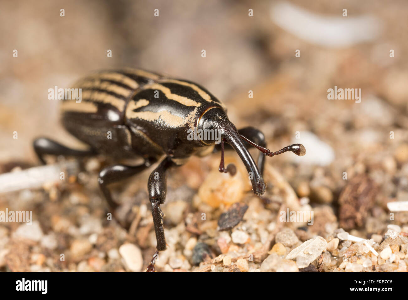 Weevil (Sphenophorus australis) on the ground Stock Photo - Alamy