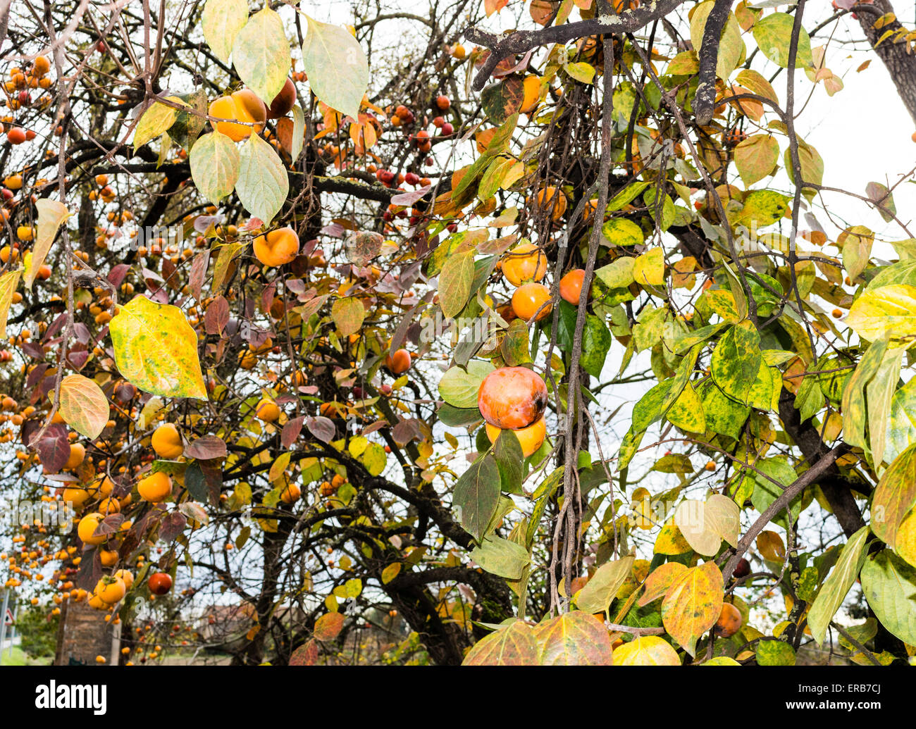 Persimmon, Diospyros kaki, tree: brown branches and orange fruit among ...