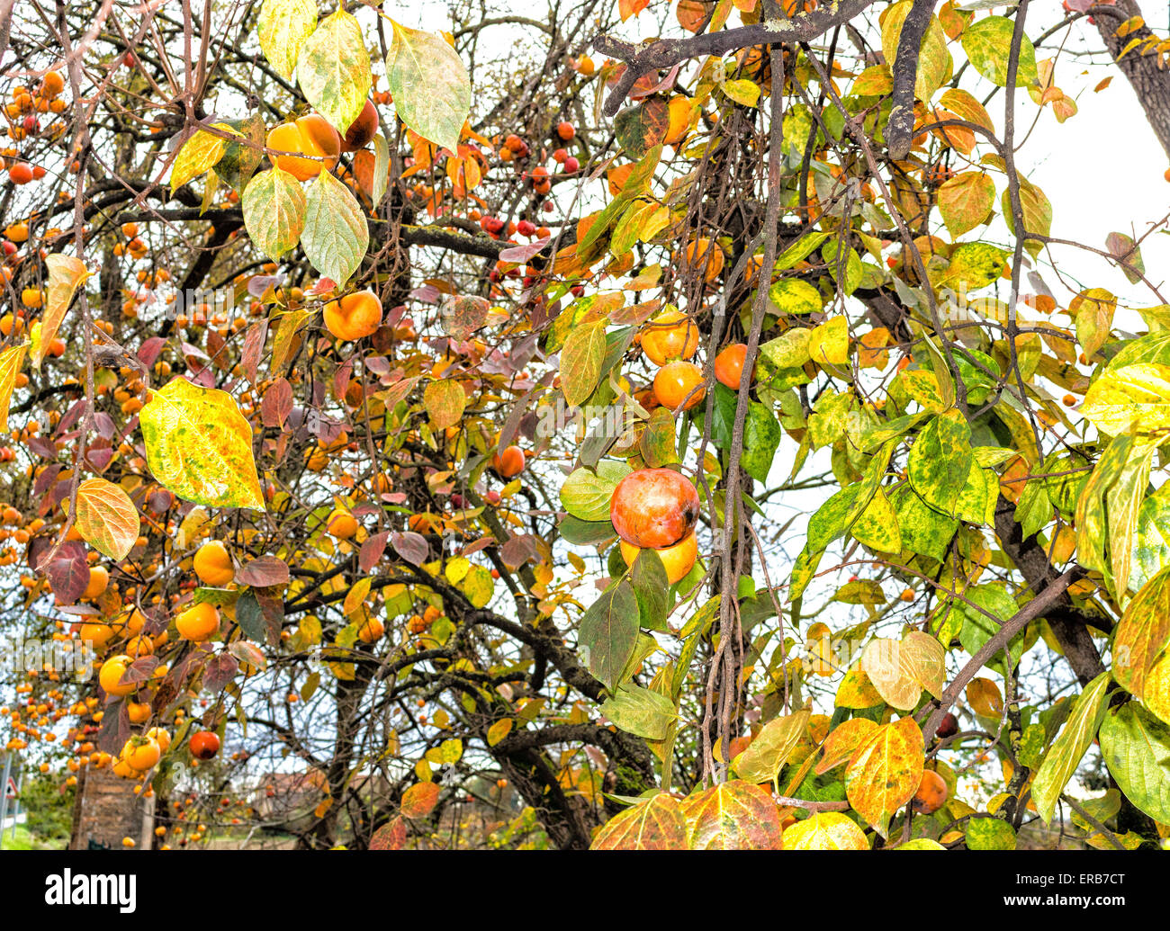 Diospyros kaki fruit tree hi-res stock photography and images - Alamy