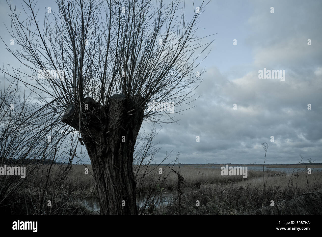Willow tree in wet land with clouds Stock Photo - Alamy