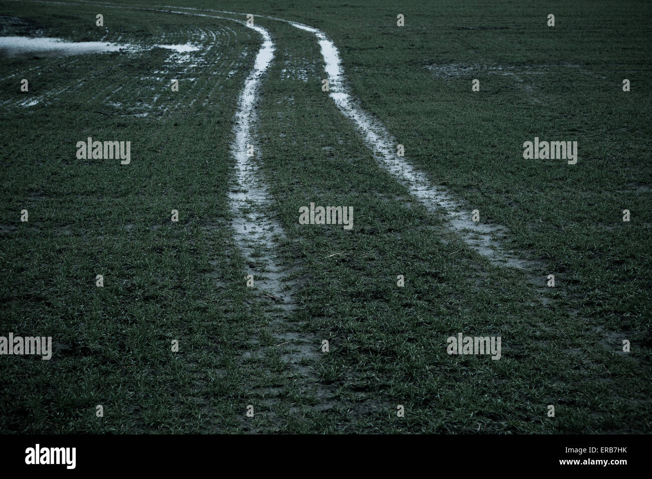 Tracks on wet meadow land Stock Photo - Alamy