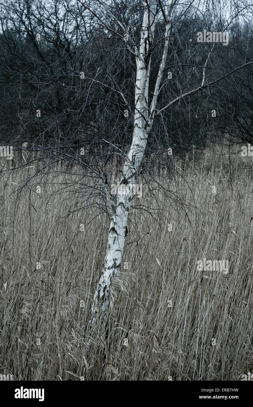 Birch tree centered in field of grass Stock Photo - Alamy