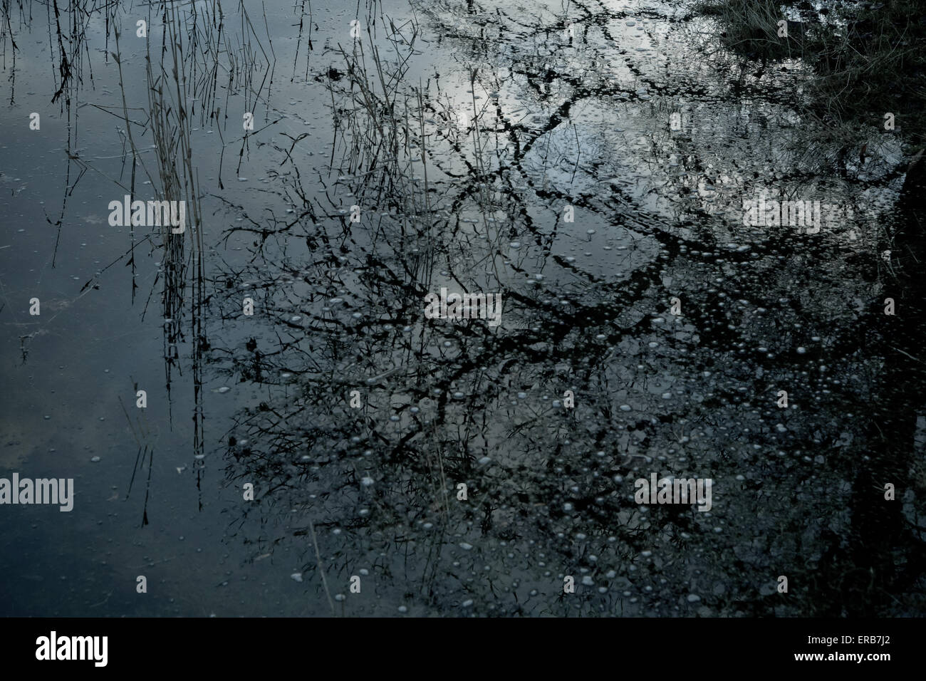 Branches reflected in water Stock Photo - Alamy