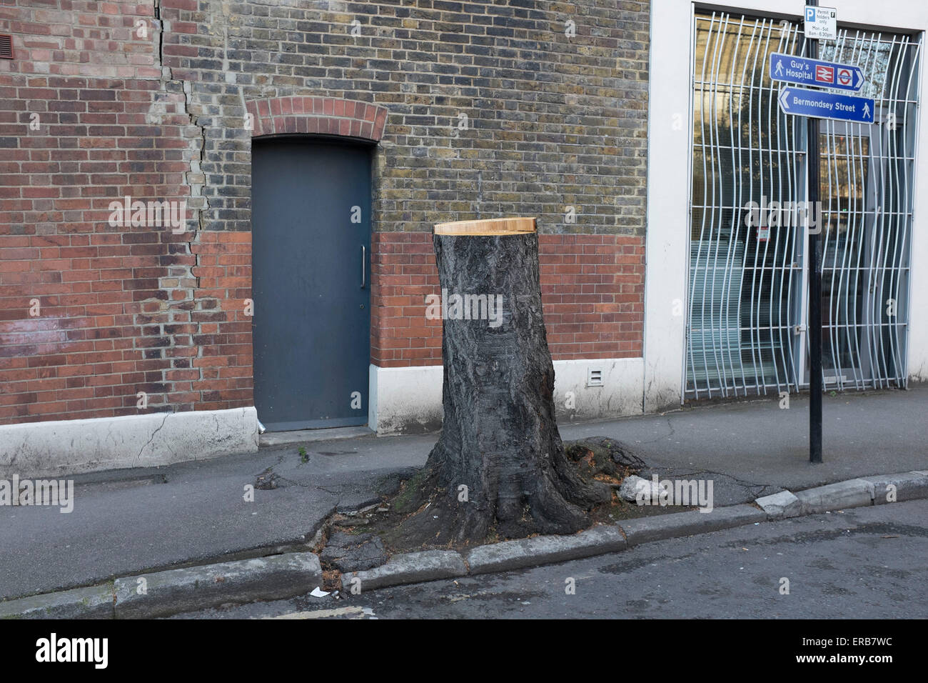 Tree stump growing out of the pavement in Borough, London, UK. The tree ...