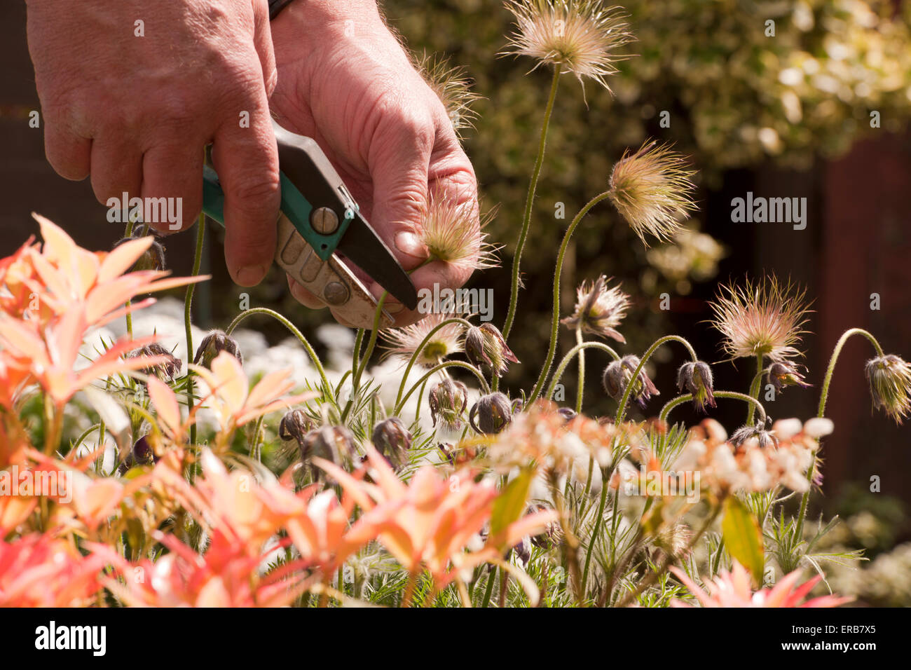 gardener is busy removing faded flowers in the garden Stock Photo - Alamy