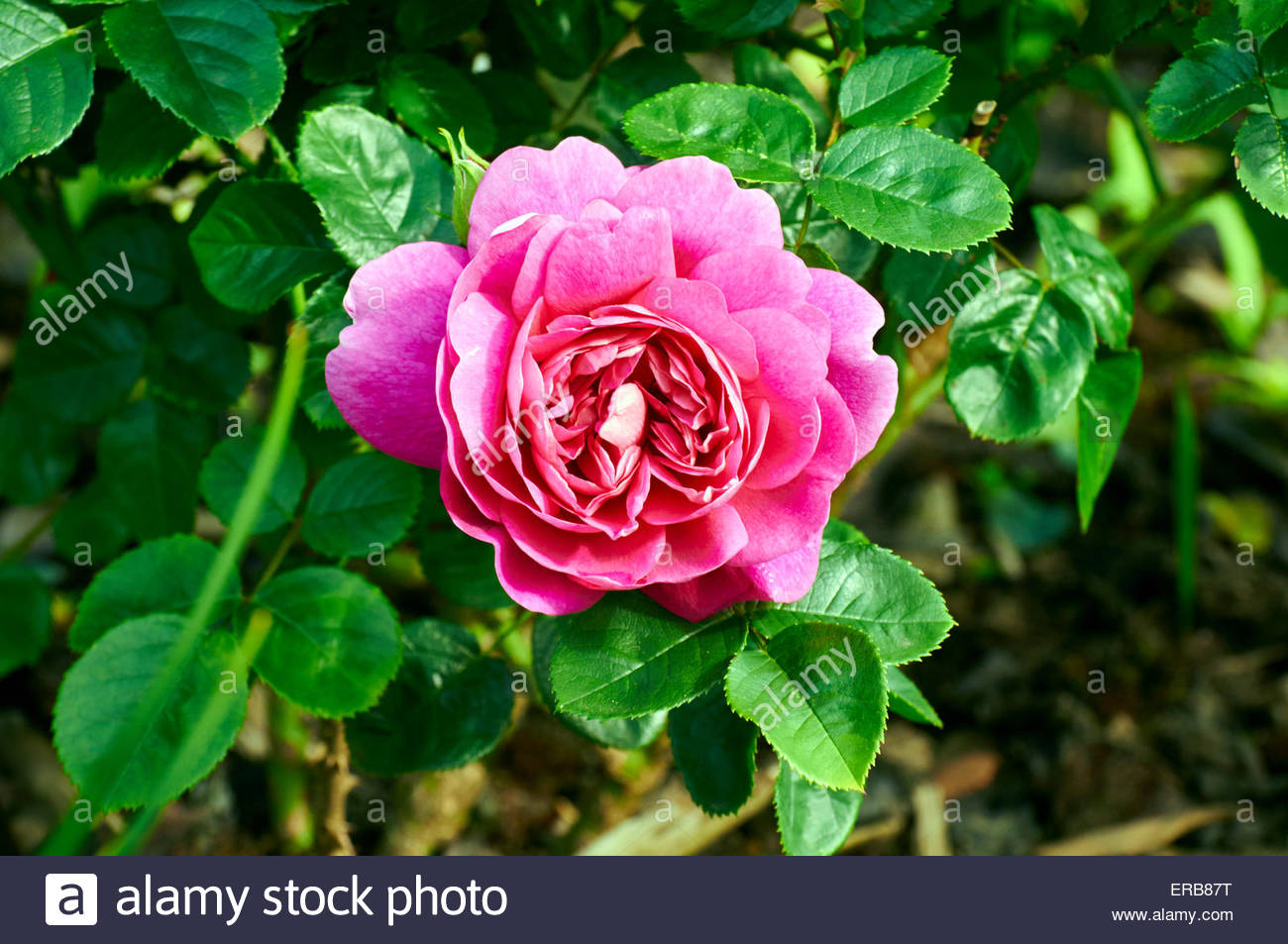 Red English Rose High Resolution Stock Photography and Images - Alamy