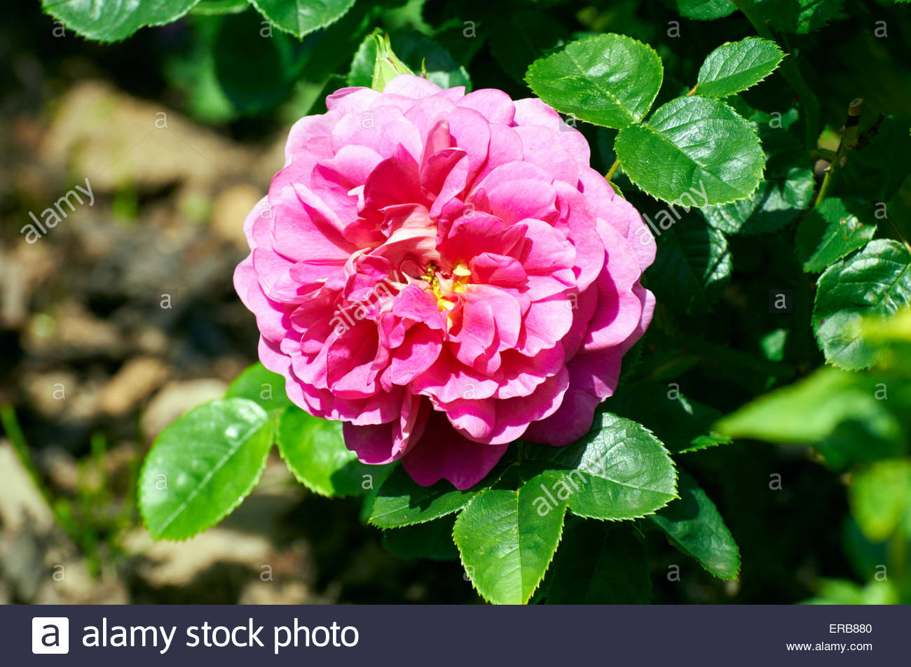 Princess Anne Leaves High Resolution Stock Photography and Images - Alamy