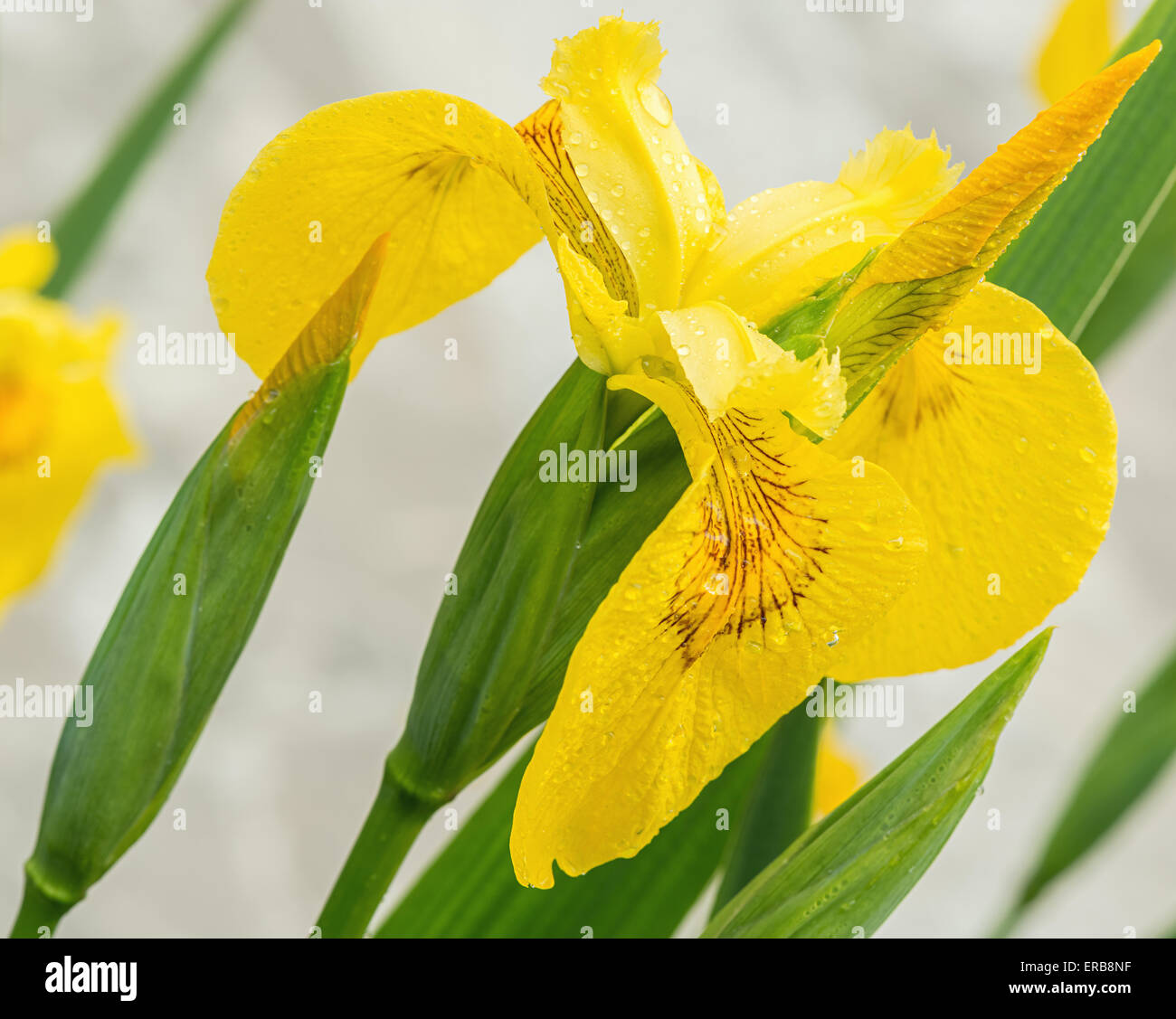 Flower of yellow iris in the garden Stock Photo - Alamy