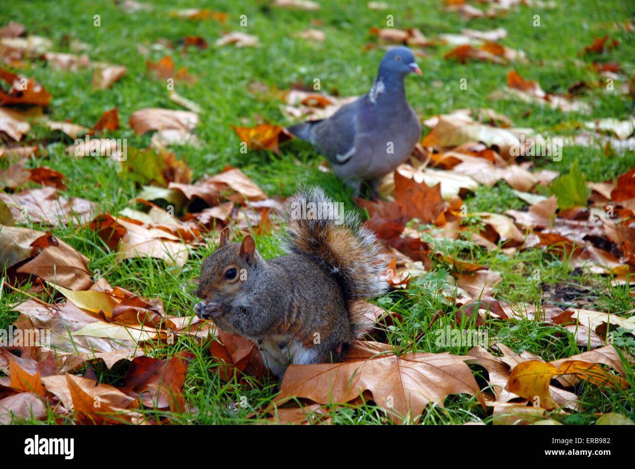 squirrel and pigeon at park with autumn maple leaf Stock Photo - Alamy
