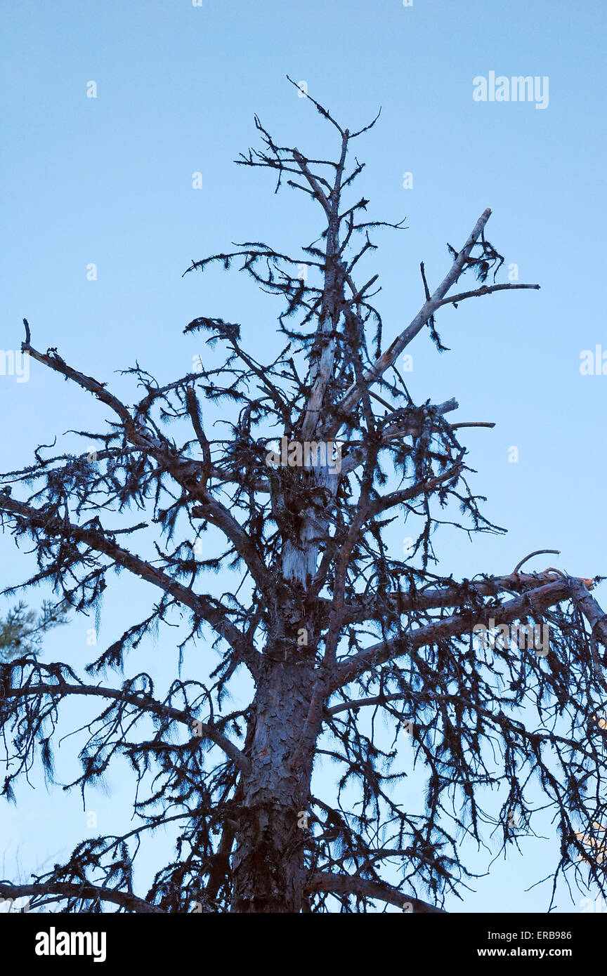 Hairy dead dry pine tree against blue sky Stock Photo - Alamy