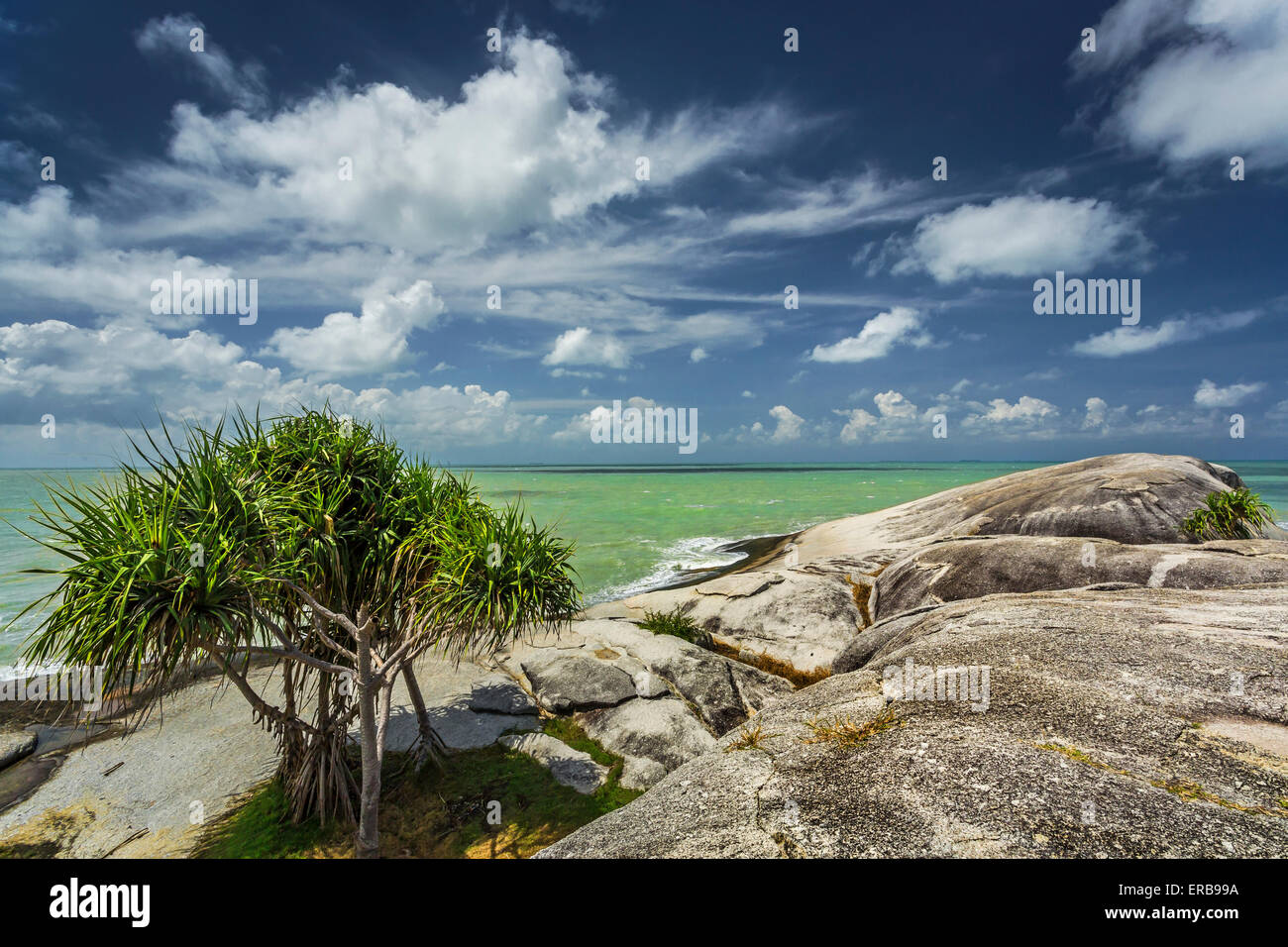 Palm Tree on Rock Stock Photo - Alamy