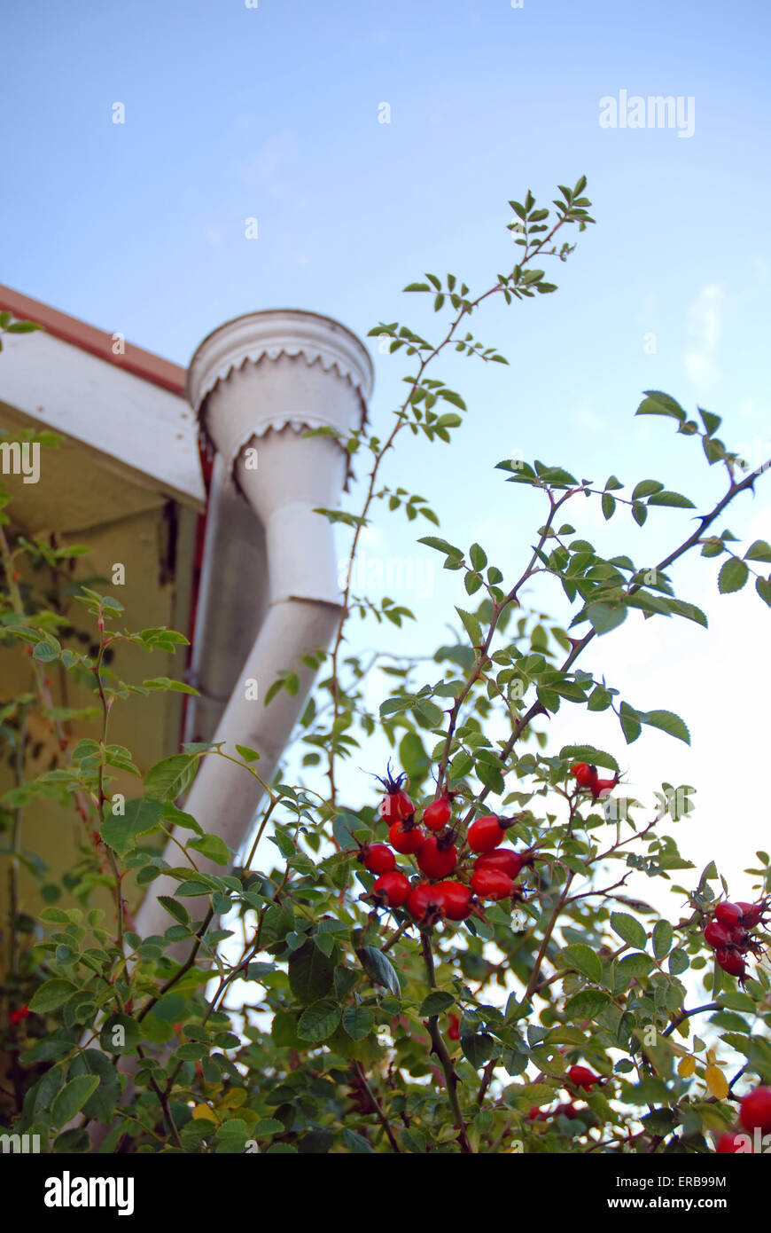 vintage waterspout on background of Brierberry bush Stock Photo - Alamy