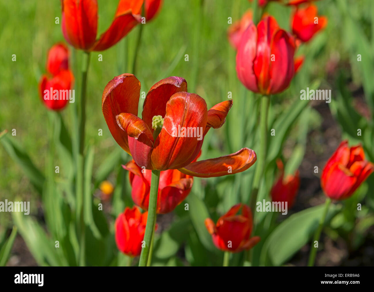 Ivan i of moscow hi-res stock photography and images - Alamy