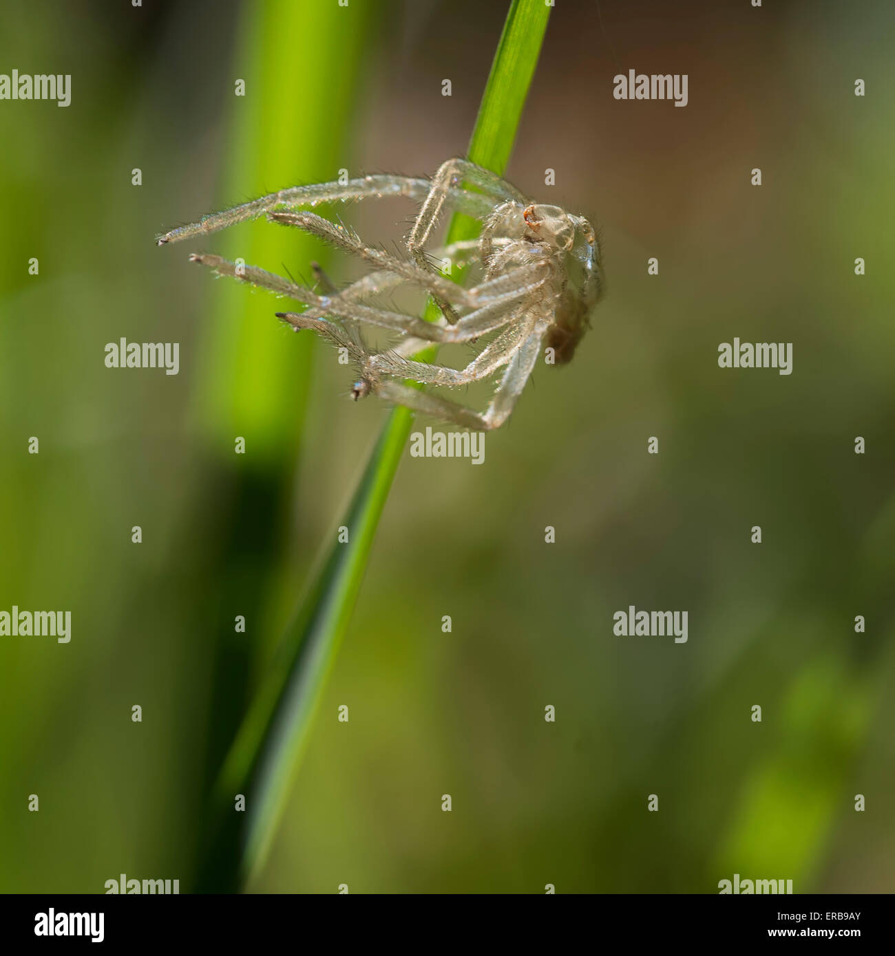 Spider exoskeleton hi-res stock photography and images - Alamy