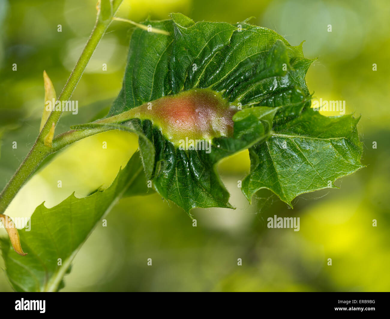 Tree gall hi-res stock photography and images - Alamy