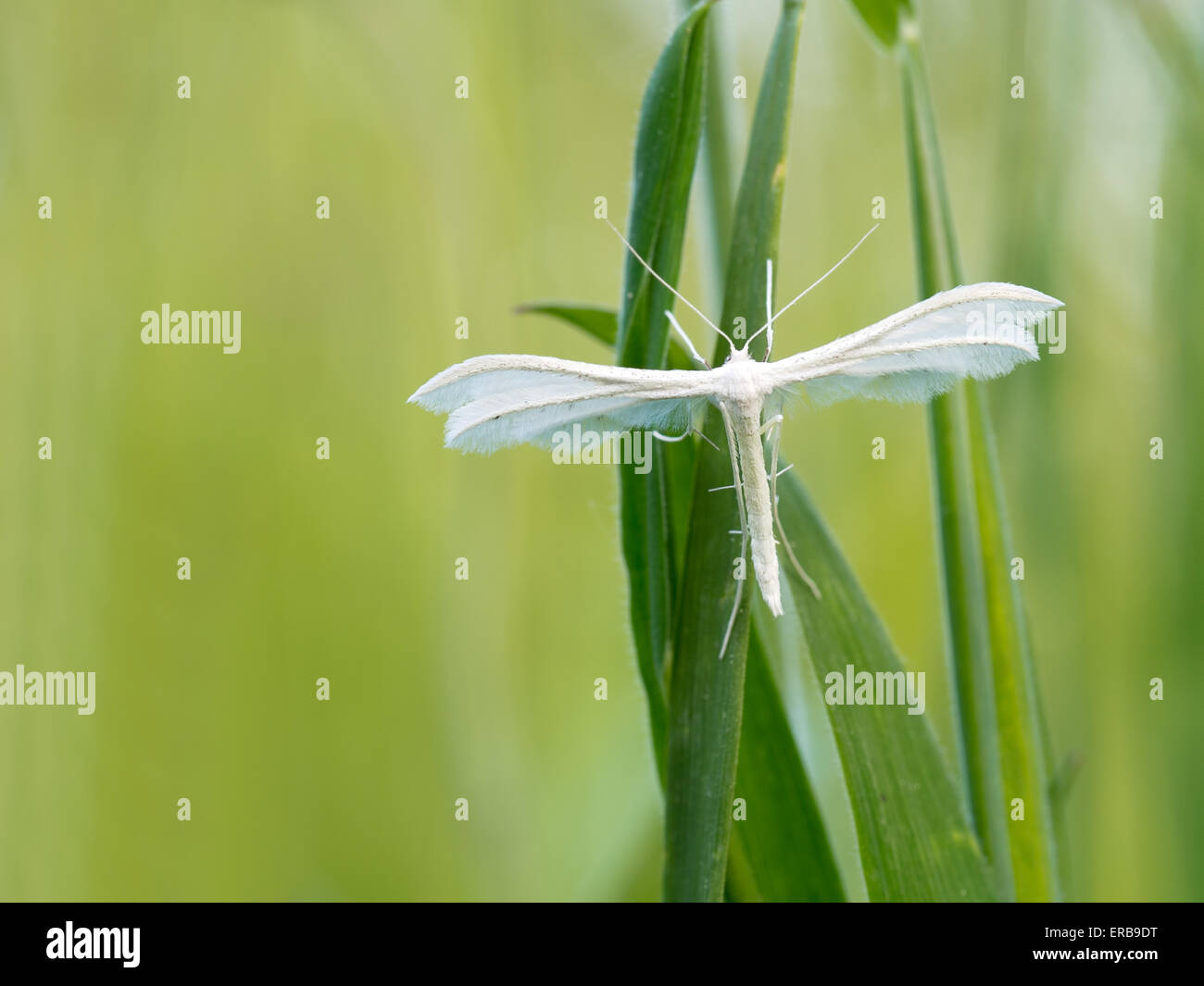Fluffy white moth hi-res stock photography and images - Alamy