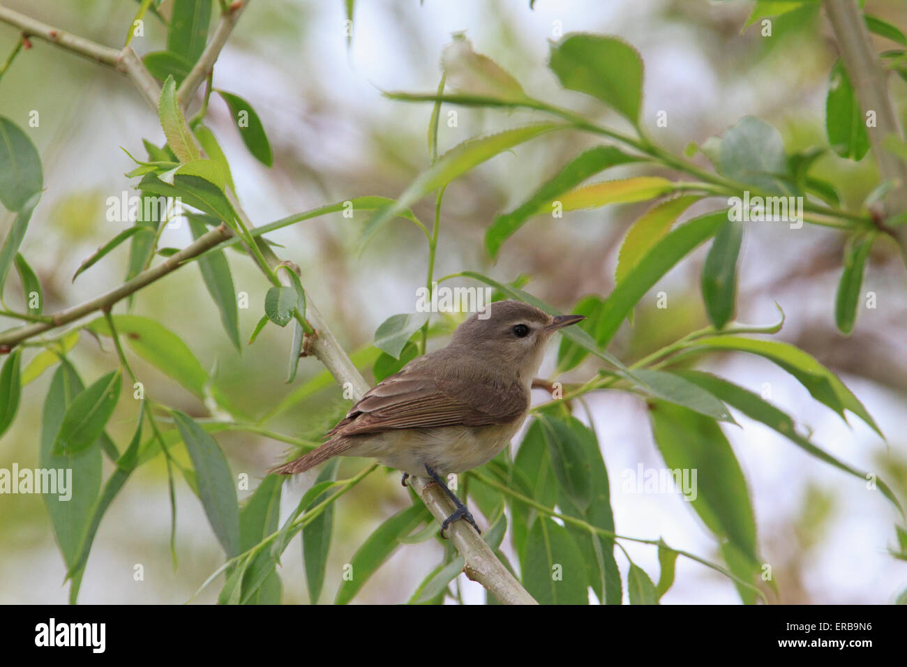 Warbling vireo (Vireo gilvus) on tree branch, Spring migration, Magee ...