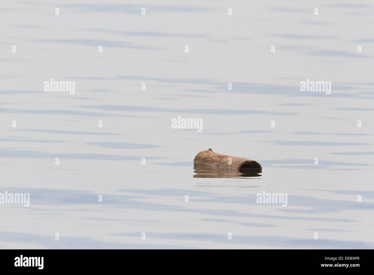 Log floating hi-res stock photography and images - Alamy