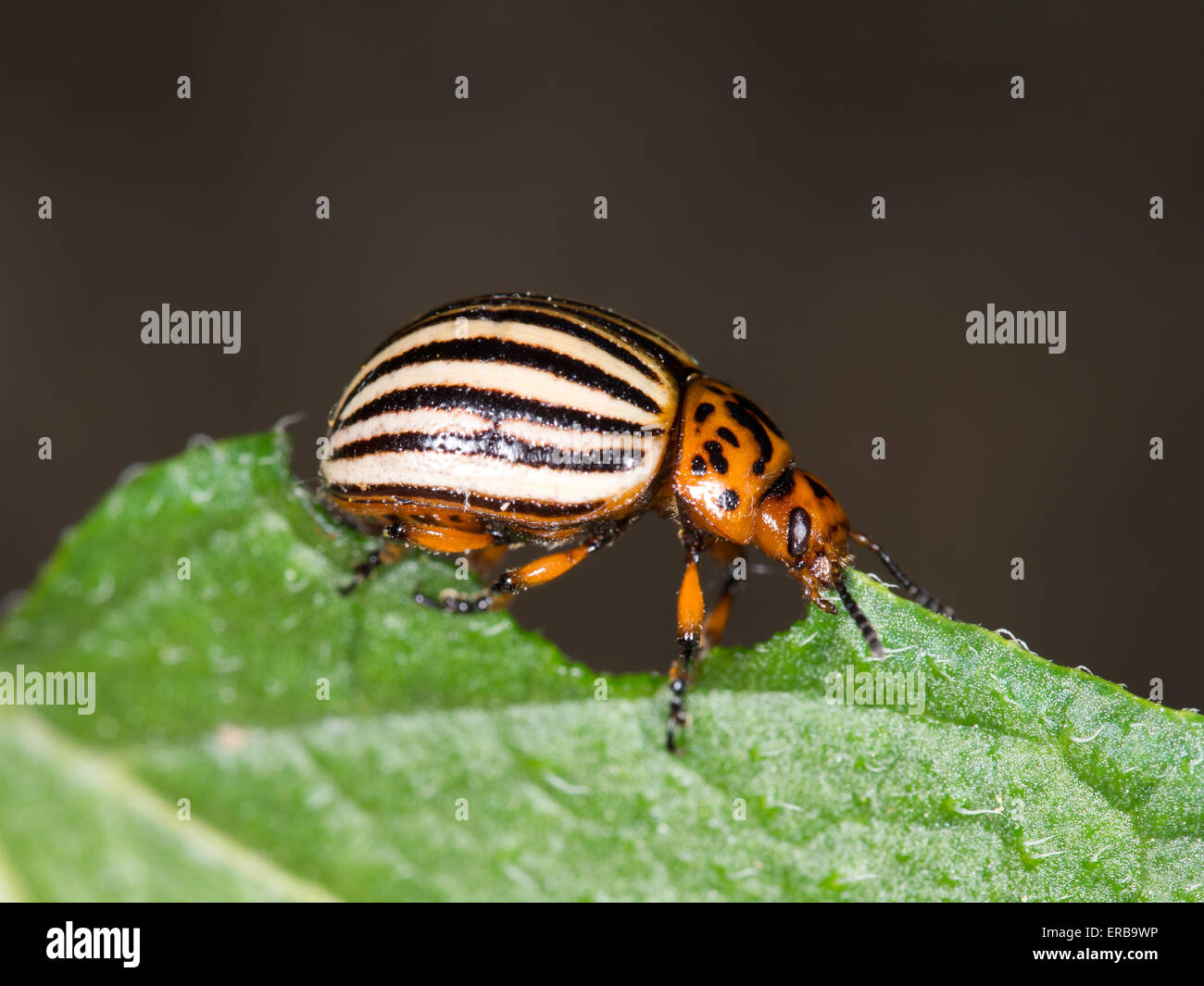 Colorado potato beetle Leptinotarsa decemlineata macro Stock Photo - Alamy