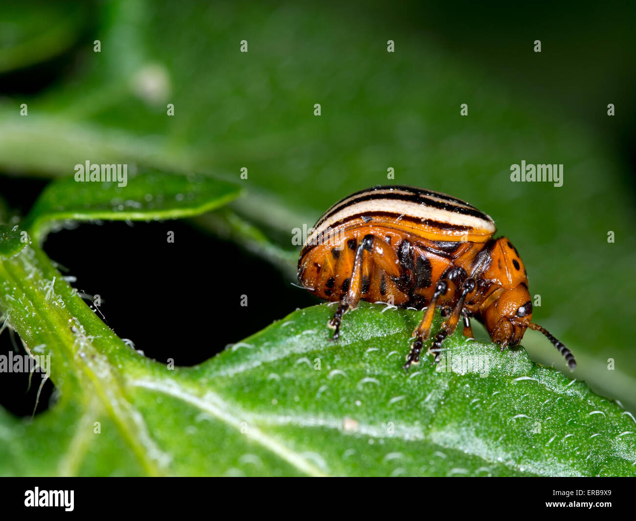 Colorado potato beetle (Leptinotarsa decemlineata Stock Photo - Alamy