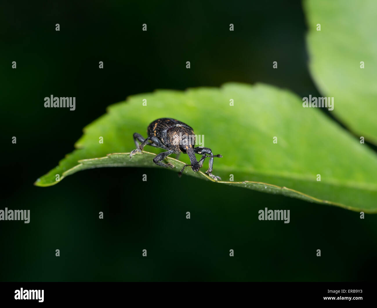 Large pine weevil hi-res stock photography and images - Alamy