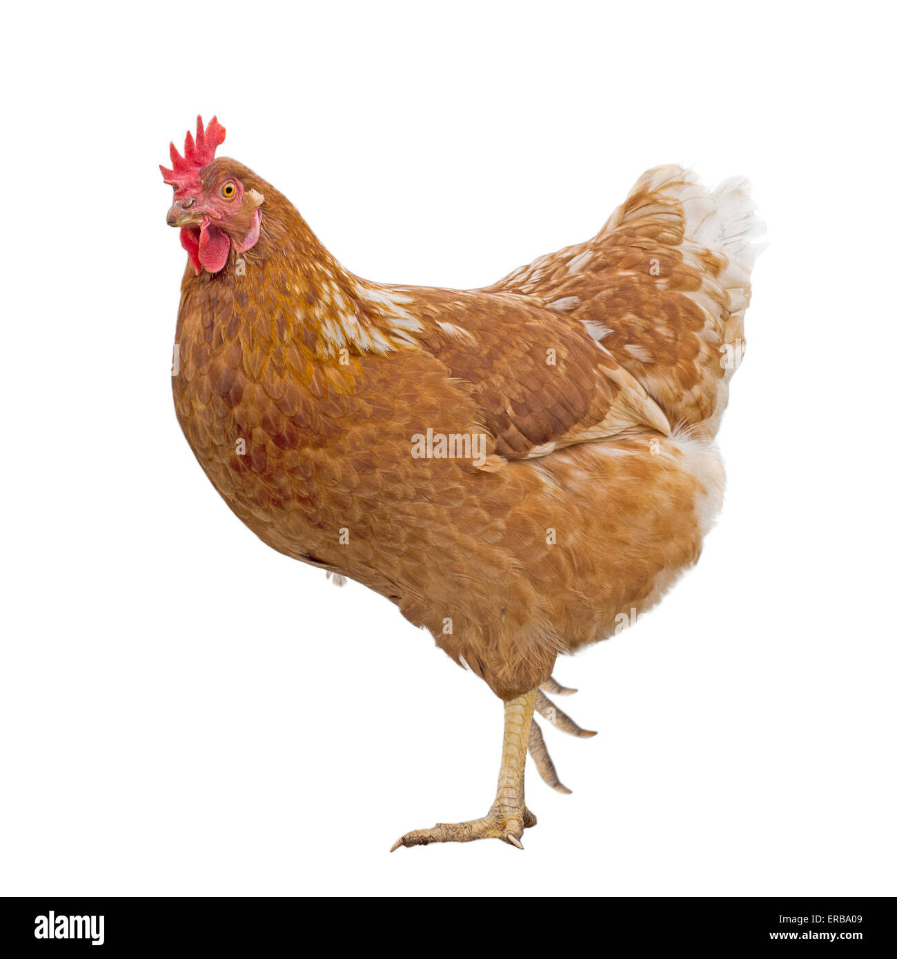 Road Island Red Rooster White