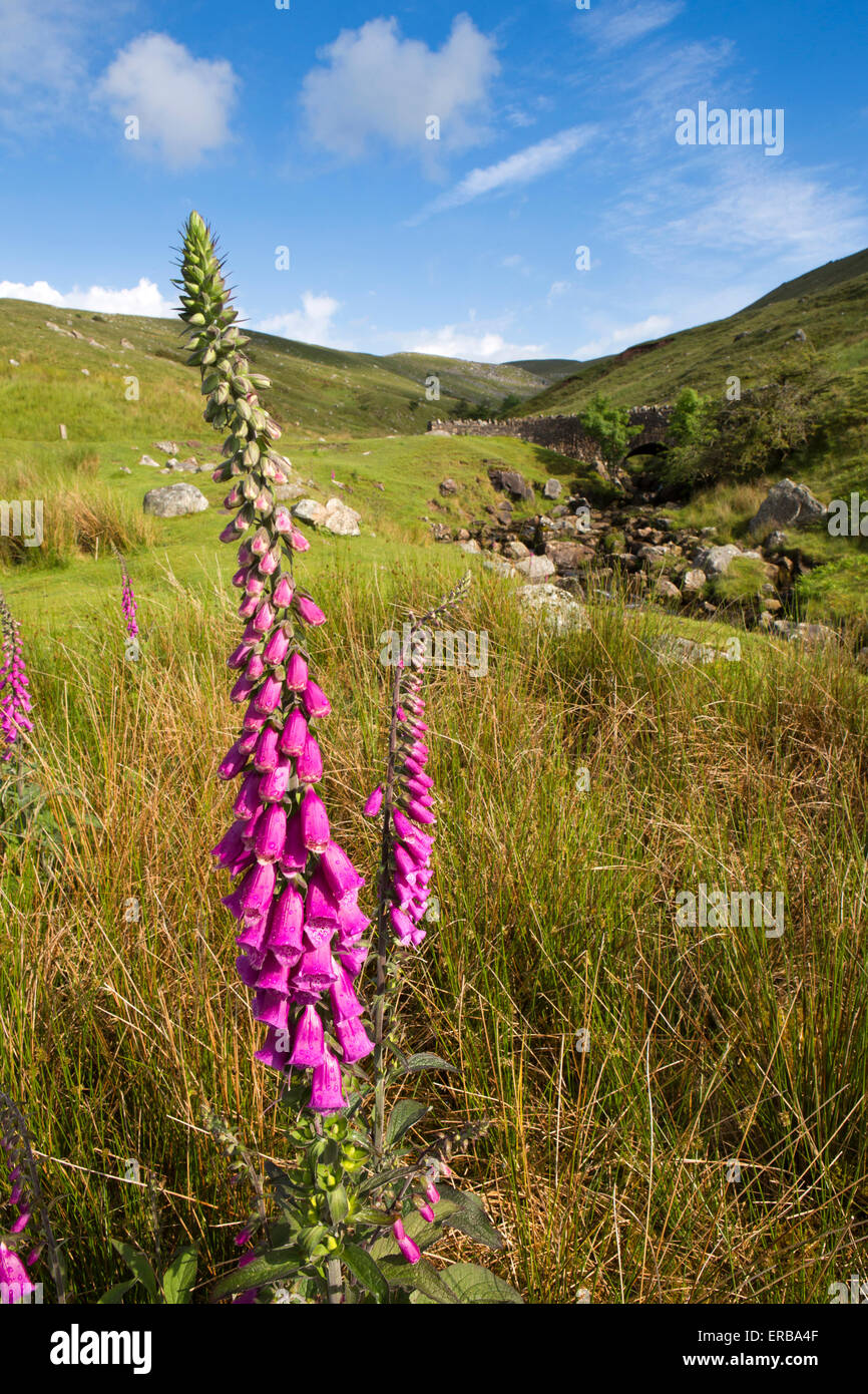 Wales, Carmarthenshire, Mynydd Du, Pont Clydach, wild foxgloves growing ...