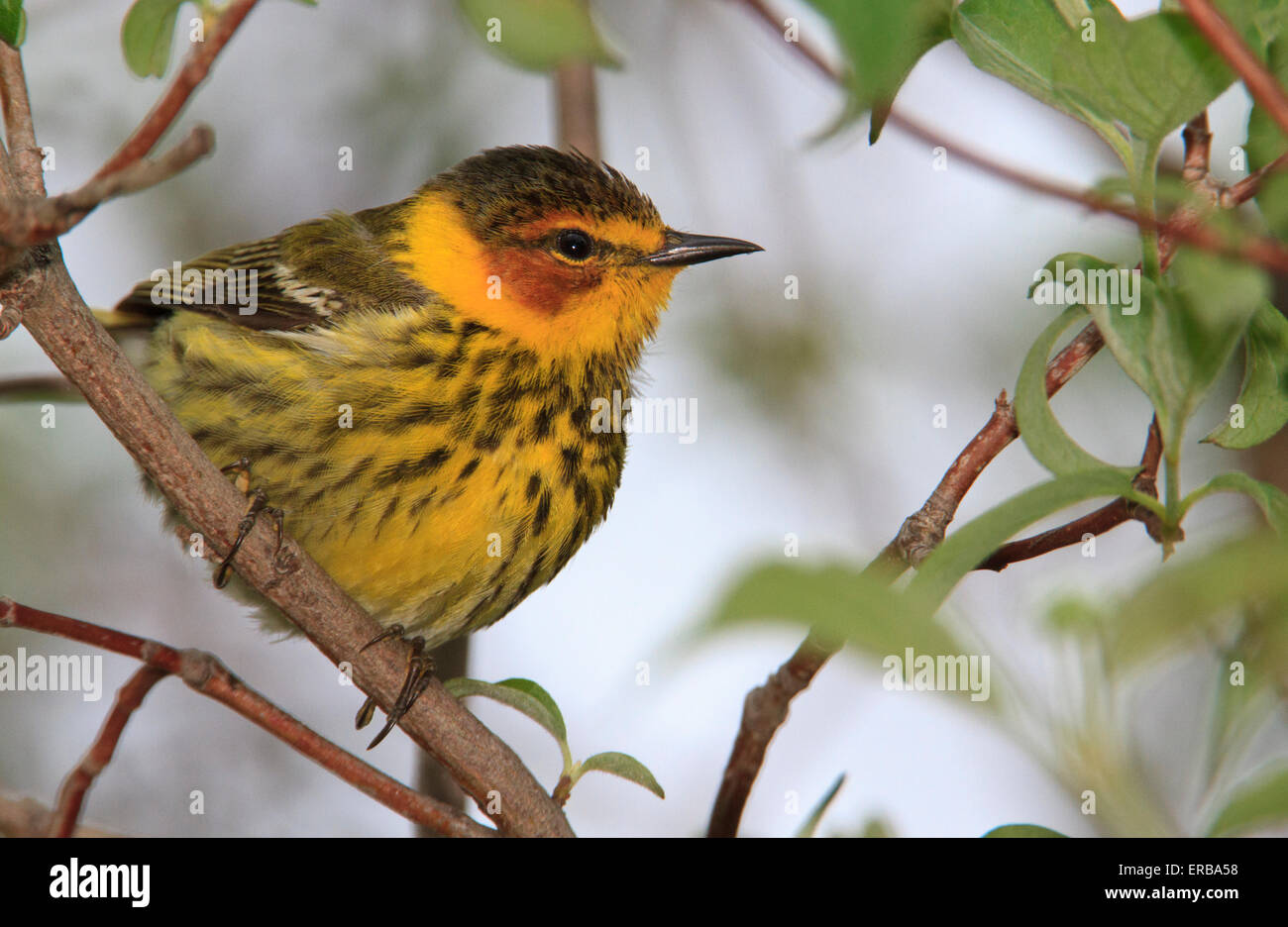 Cape May warbler (Setophaga tigrina) during the Spring migration Stock ...